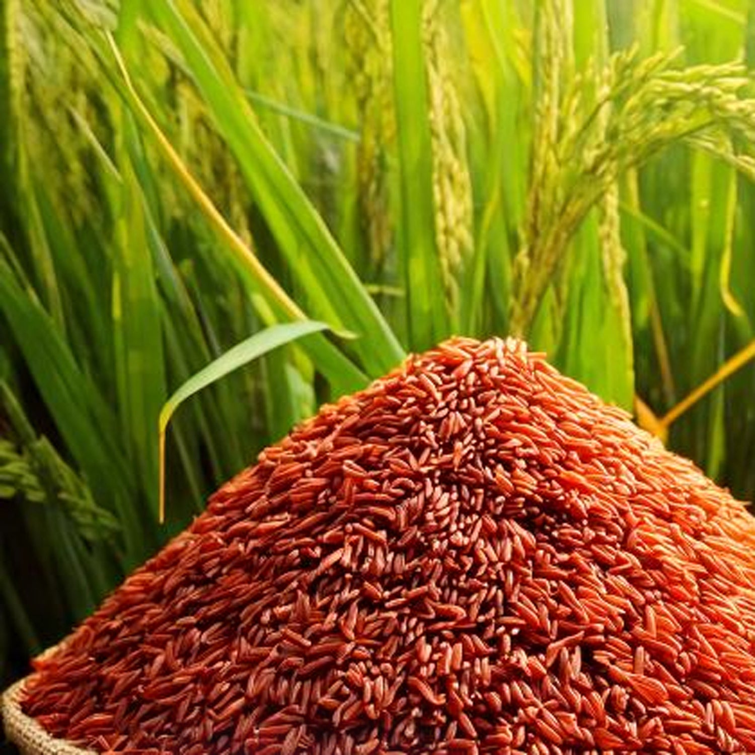 Coconut 100kg – Food Care INDIA
