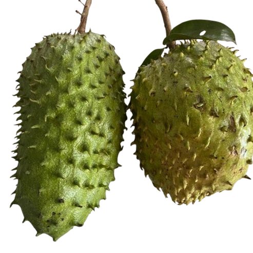 Soursop ,Mullu Seetha Pazham, Mullatha , Mullu Chakka, Hanuman Phal, L ...