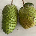 Soursop ,Mullu Seetha Pazham, Mullatha , Mullu Chakka, Hanuman Phal, L ...