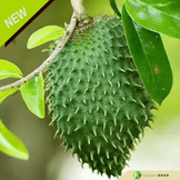 Soursop ,Mullu Seetha Pazham, Mullatha , Mullu Chakka, Hanuman Phal, L ...