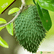 Soursop ,Mullu Seetha Pazham, Mullatha , Mullu Chakka, Hanuman Phal, L ...